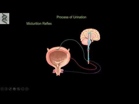 Nephron Structure & Urine formation