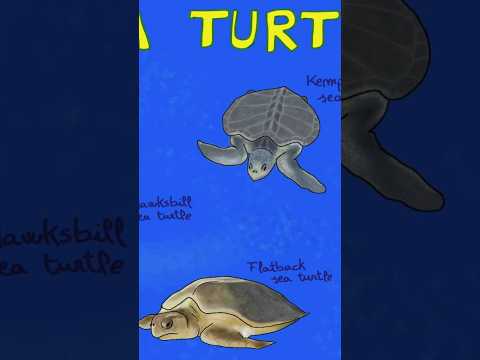 How many are Species of Turtles? Different types of tortoise