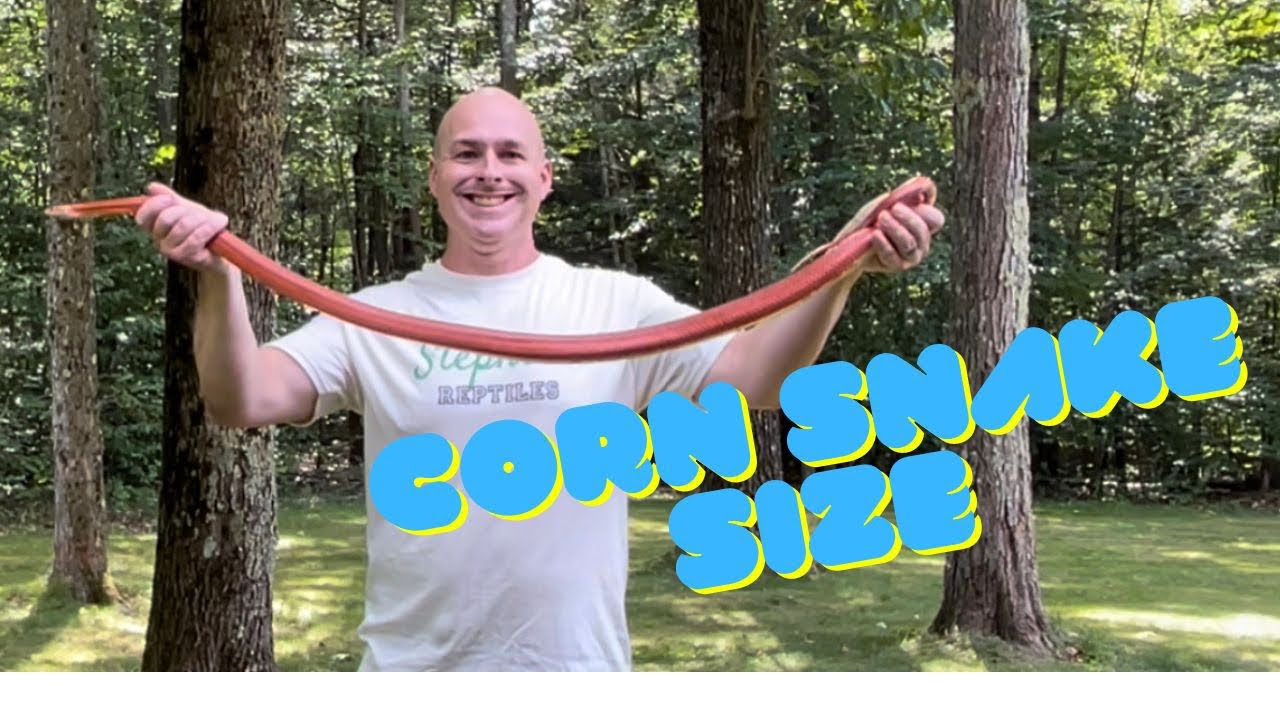 How Big Do Corn Snakes Get? How Much Do They Eat?