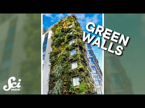 What do green walls really do? #shorts #science #SciShow