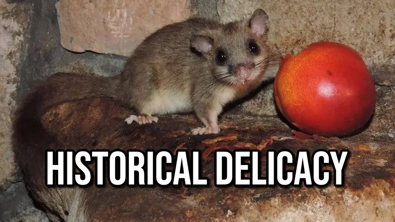 What Exactly Is: Edible Dormouse | A Historical Delicacy