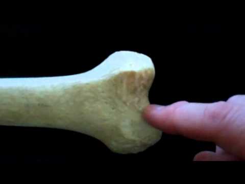 Femur.MP4