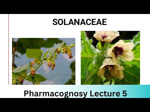 Solanaceae family |Pharmacognosy|lecture 5| AIM Pharma|2023