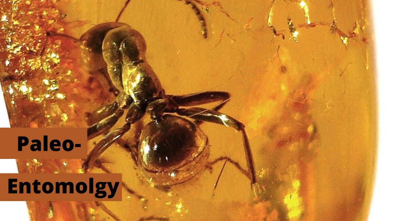 Paleo-Entomology at Lehigh University with Tommy and Zhihong