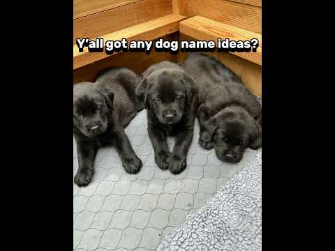 Y’all got any dog name ideas # dog names