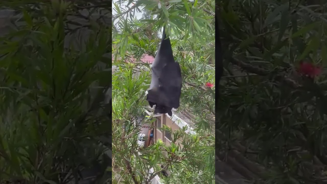 Scared Bat Reacts In Sync With Scream! #shorts