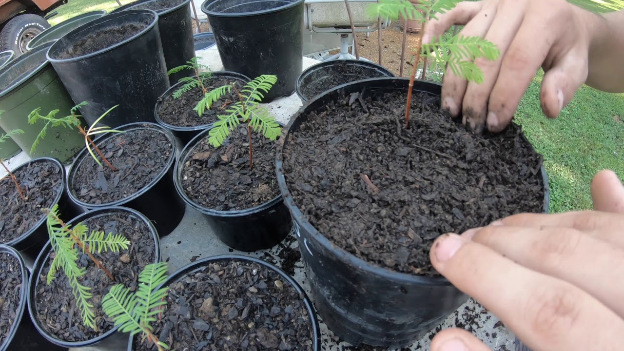 How to properly transplant young tree saplings into larger pots