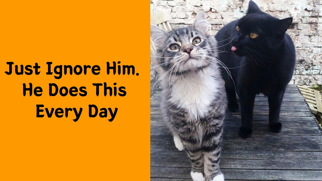 50 Of The Most Hilarious “Unexplainable Cat Images” To Bring Some Chaos To Your Day