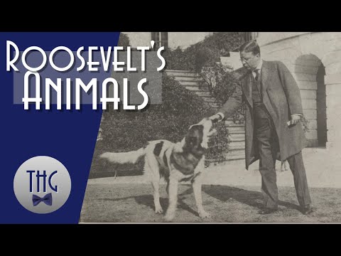 Theodore Roosevelt's Animals