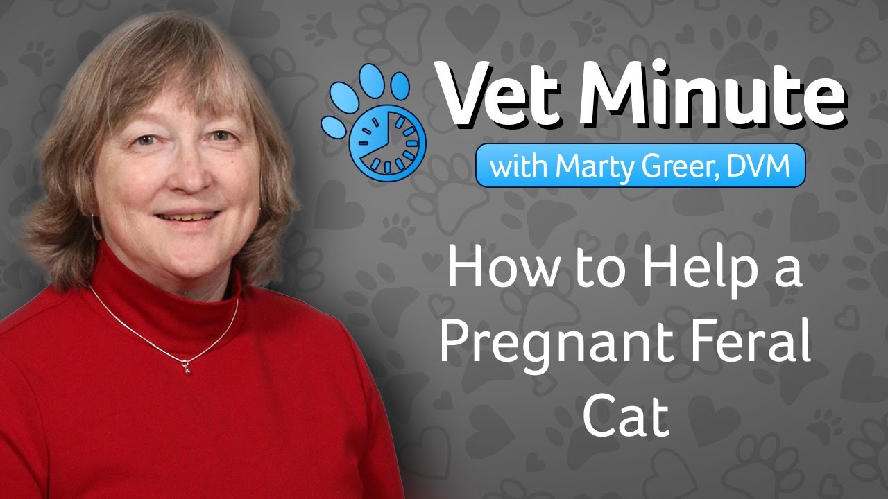How to Help a Pregnant Feral Cat