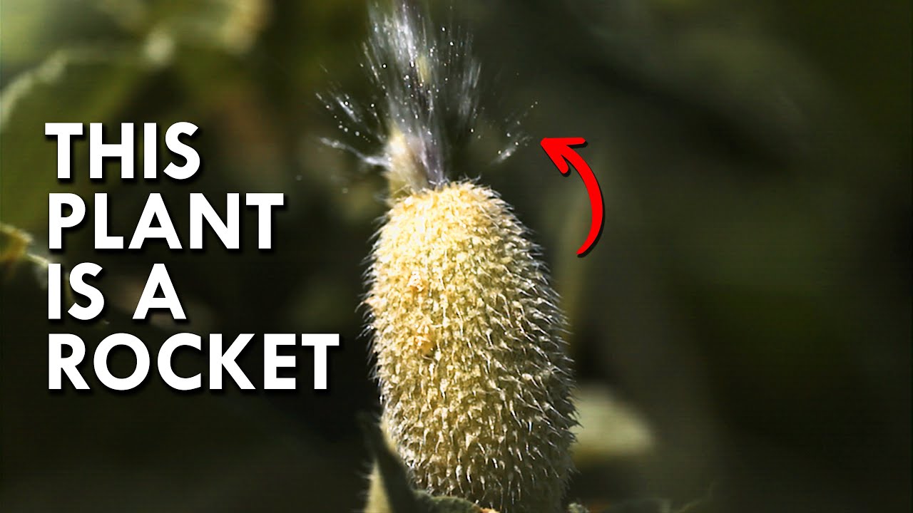 Squirting Cucumber: The Plant That Explodes
