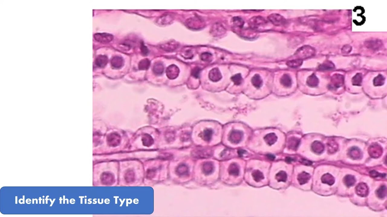 New Epithelial Tissue Virtual Flash Cards for Anatomy Quiz and Practical Exam