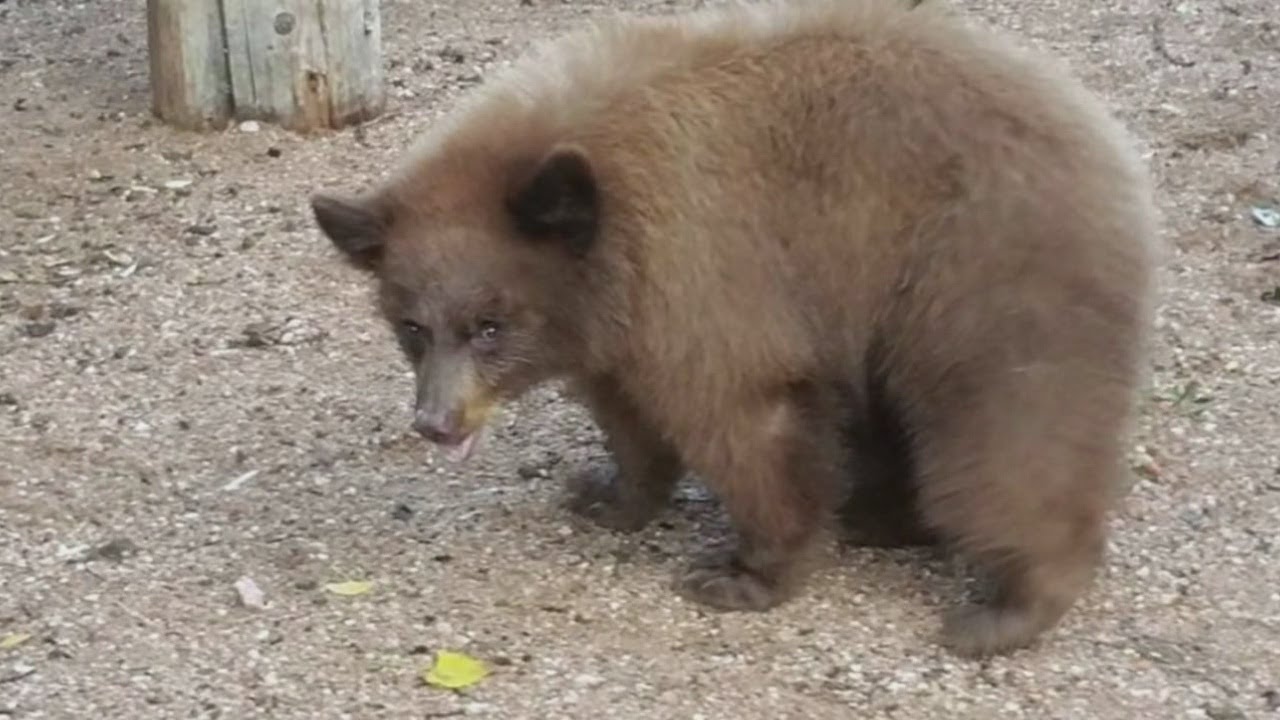 Wildlife rehab in Espanola seeks funds to feed bear cubs