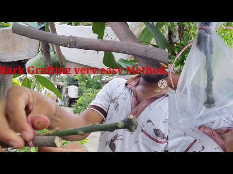 How to do Mango Bark Grafting in a very easy way.Different variety scion grafting on Mango plant.