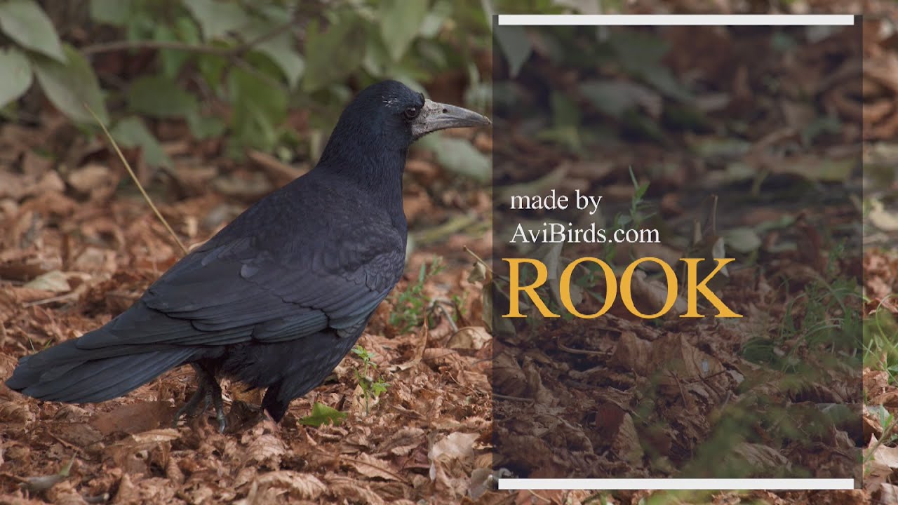 Rook [Corvus Frugilegus]