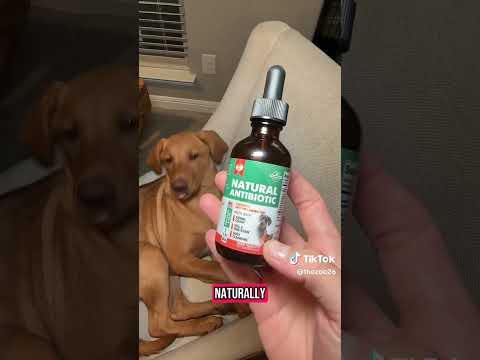 All natural antibiotic for dogs and cats #pethealth #pethealthcare #pethealthtips #pethealthmatters
