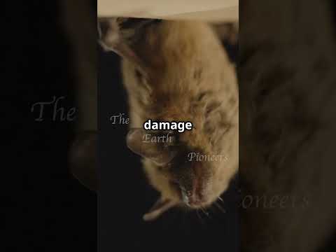 This Animal Has the Strongest Immune System on Earth?!