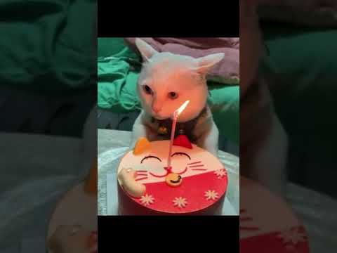 Meow Meow Birthday.. Epic Song - My Cat Joey’s Birthday Celebration