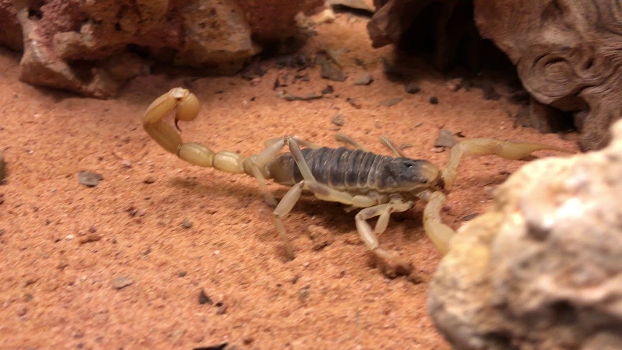Seeing a real Scorpion walking