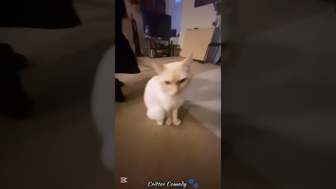 You Can’t Unsee This! #shortvideo #shortsvideo #shorts