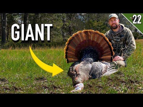 HEAVYWEIGHT Missouri Longbeard!!! - (Opening Day 2025)