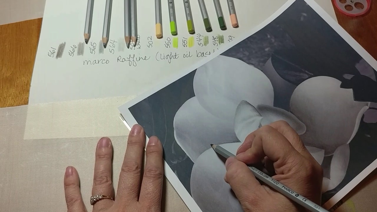 Magnolia coloring page color along - part 3