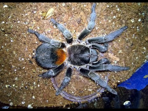 Euathlus sp. red Husbandry Video | Tom's Big Spiders