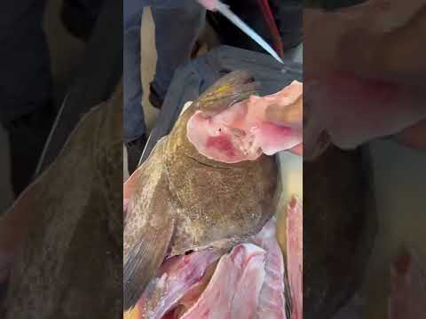 Grouper cheeks #groupercheeks #grouper #grouperfishing #shorts #fillet