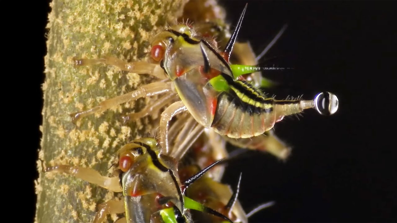 Exploring The Alien World of Insects | 4K