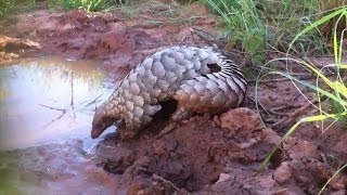 This Cute Little Pangolin Will Make You Want To Play In The Mud