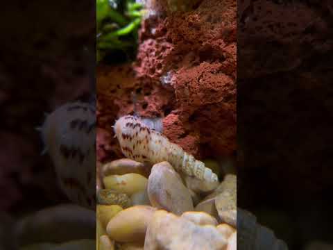 Toni the trumpet snail climbs the lava rock ๐๐ฑ๐๐ฆ