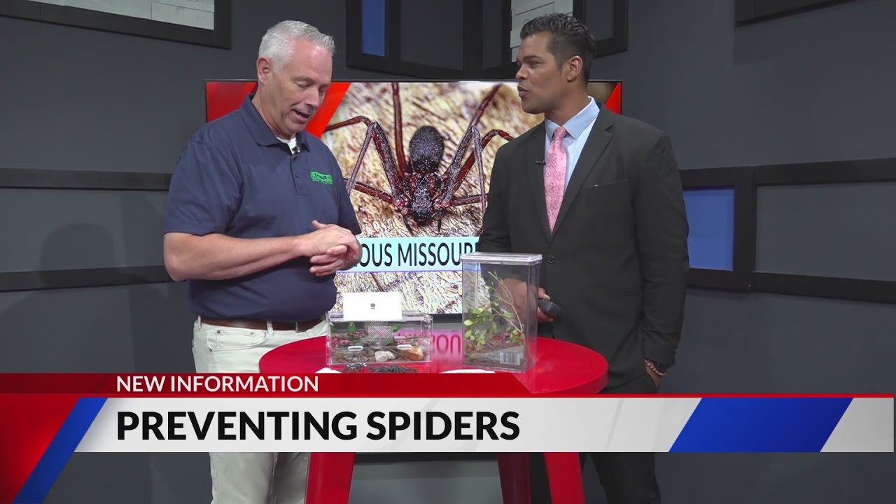 Tips to avoid Brown Recluse and other spiders