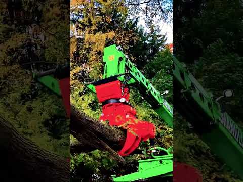 EPIC MERLO TREE REMOVAL SHOT BY DRONE #dji #drones #youtubeshorts