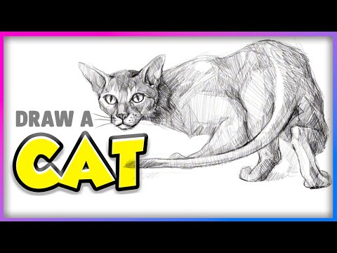 How to Draw an Abyssinian Cat 🐱 | Easy Step-by-Step Drawing for Beginners