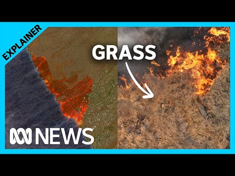 The surprising reason Maui's fires were so deadly | ABC News In-depth