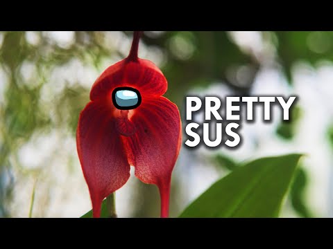 Orchids: These Flowers Are Pretty Sus