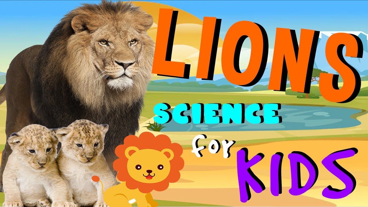 Lions | Science for Kids
