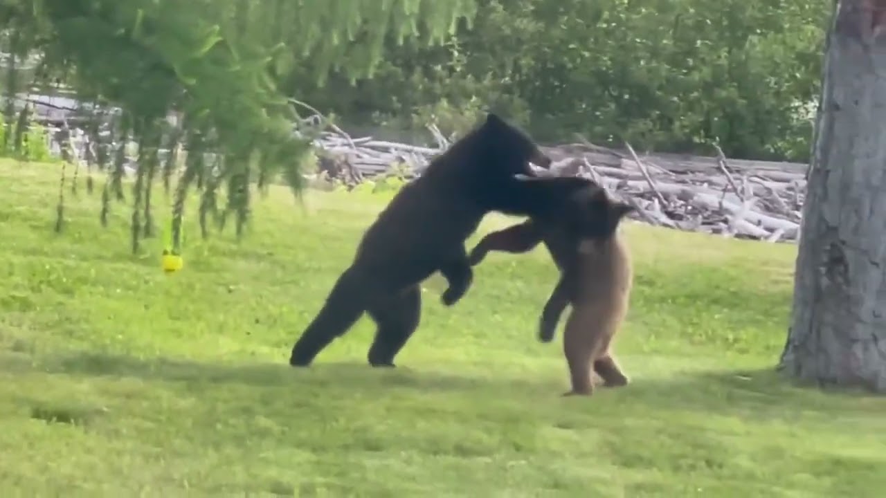 Bears wrestling in Winthrop, Washington