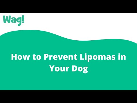 How to Prevent Lipomas in Your Dog | Wag!