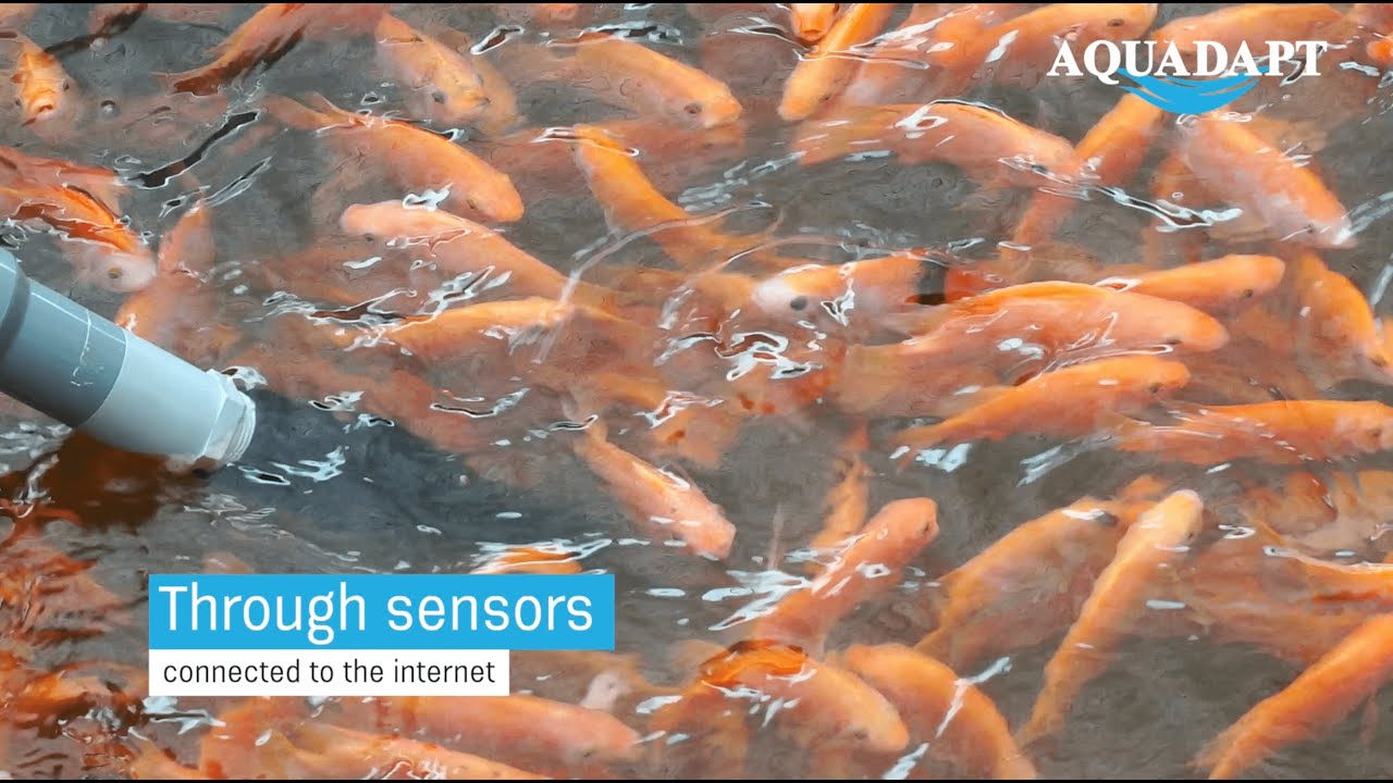 Real-Time Water Quality Monitoring for Aquaculture via Internet of Things (IoT) System