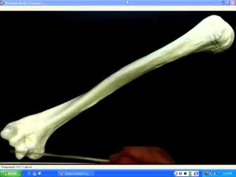 Humerus