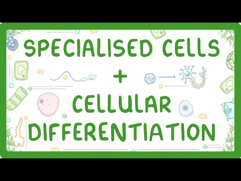 Differentiation and Specialised Cells Video Lecture - Biology for Grade 10