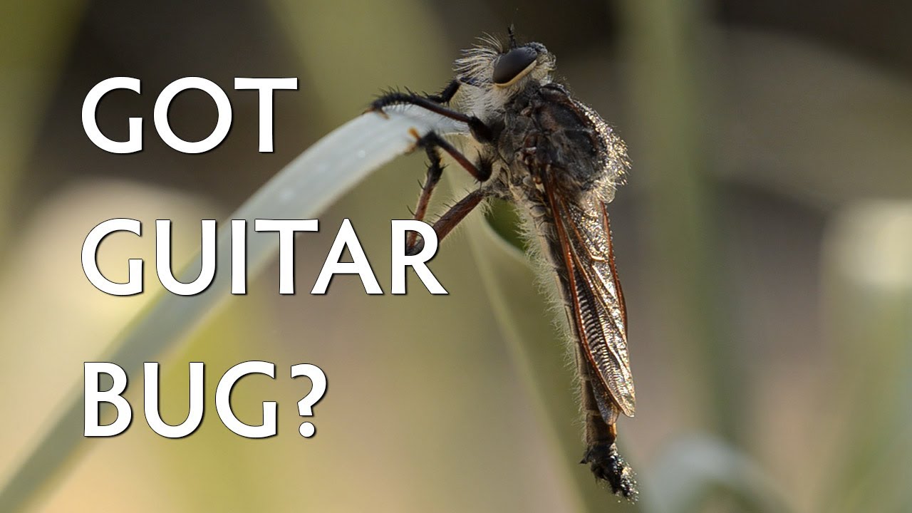 Random Insects & Guitar Music