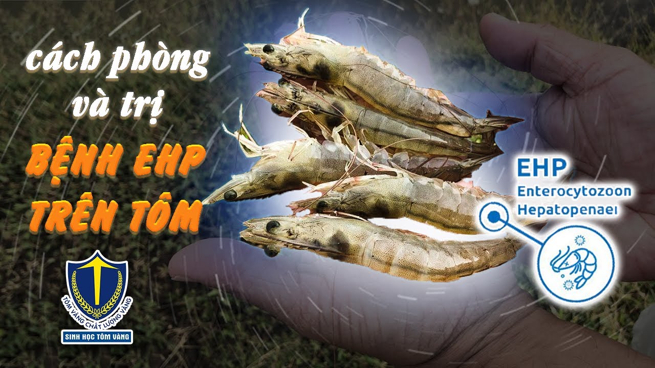 EHP LÀ GÌ? CÁCH PHÒNG VÀ ĐIỀU TRỊ EHP TRÊN TÔM | SINH HỌC TÔM VÀNG OFFICIAL