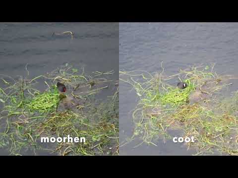 The Moorhen Coots