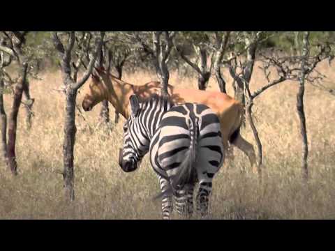 Jackson's Hartebeest/Red Hartebeest
