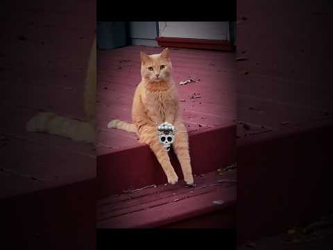 Cats acting like human..💀 #cats #trollface #edit