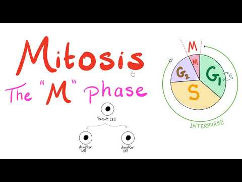 Mitosis - Cell Division - The M Phase of the Cell Cycle - Biology for MCAT, DAT, SAT, ACT, AP Bio
