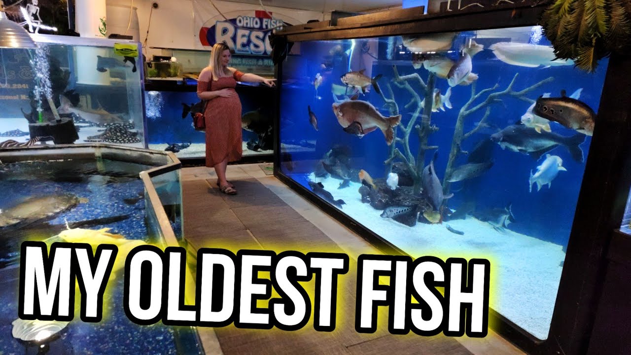 Over 30 Year Old Monster Fish!!! Sharks, Plecos, Turtles and More