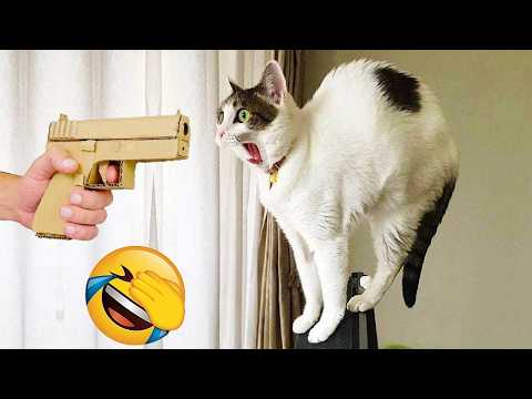 277 Hilarious Cats and Dogs Moments 2025😼🐶Try Not To Laugh😜